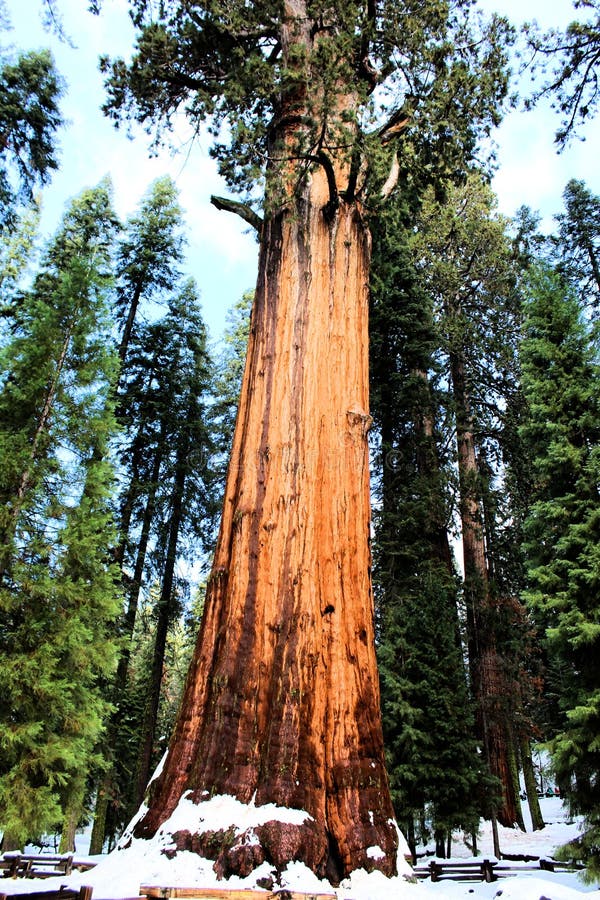 Sequoia National Park Big Trees General Sherman Stock Photo - Image of ...