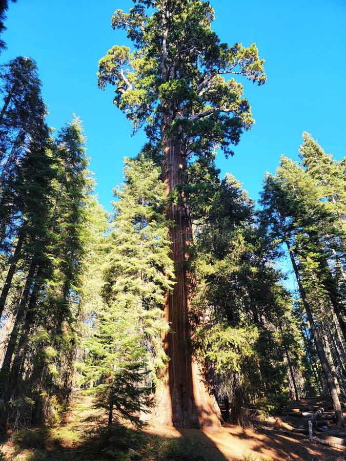 Sequoia National Park, California. the Sequoia Tree Stock Photo - Image ...