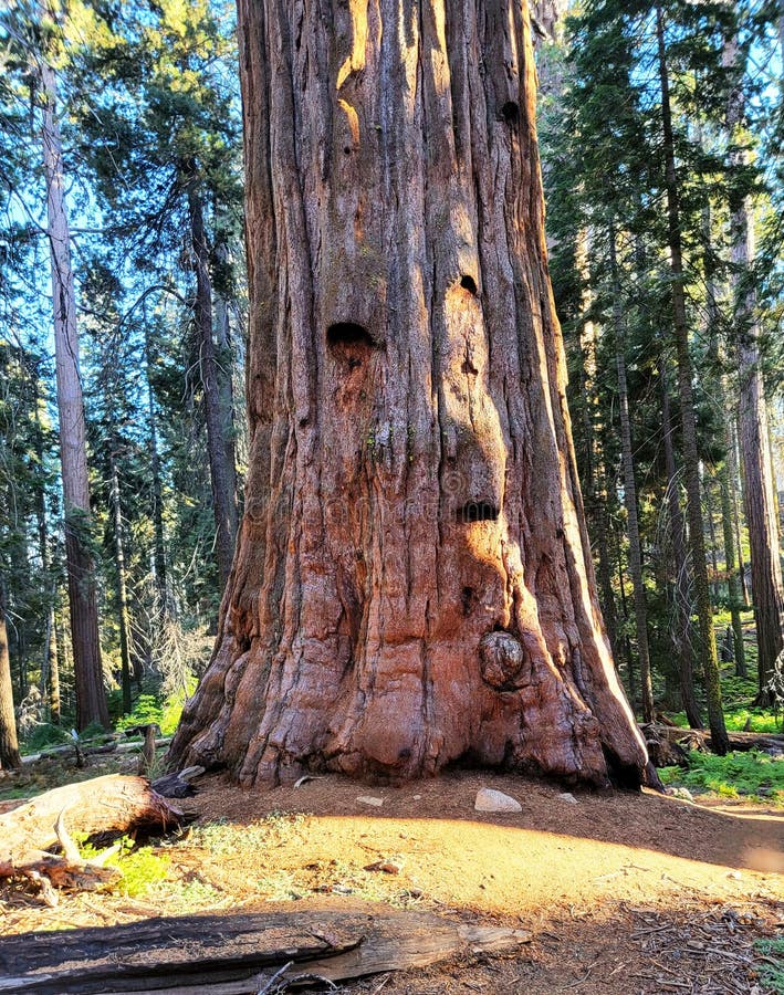 Sequoia National Park, California. the Sequoia Tree Stock Image - Image ...