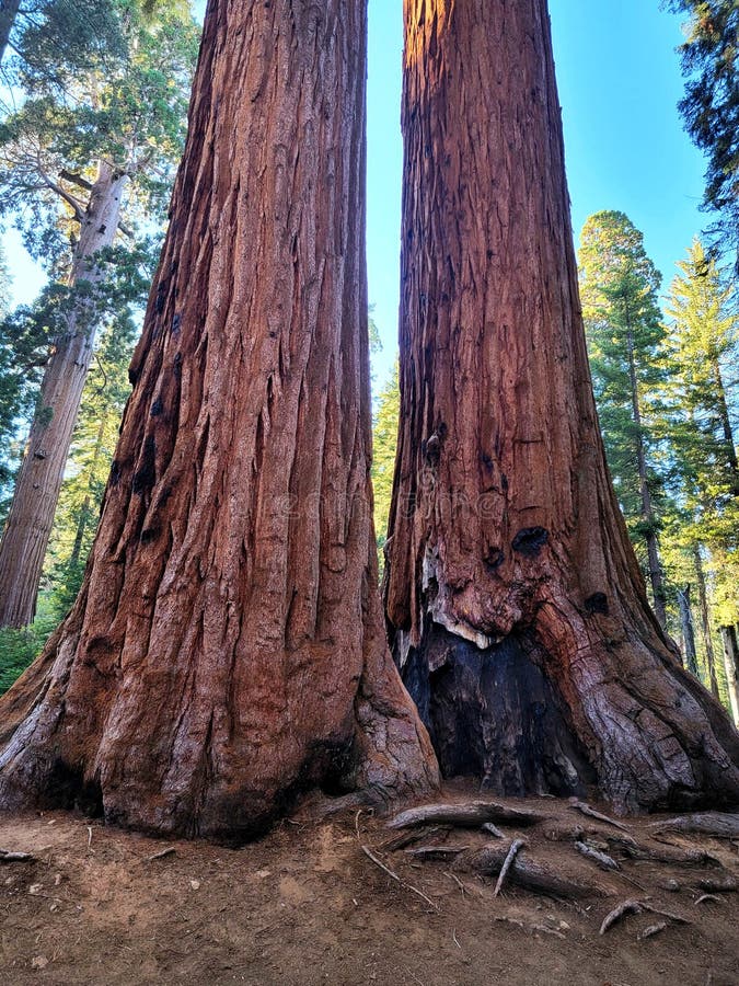 Sequoia National Park, California. the Sequoia Tree Stock Photo - Image ...