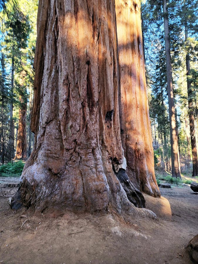 Sequoia National Park, California. the Sequoia Tree Stock Photo - Image ...