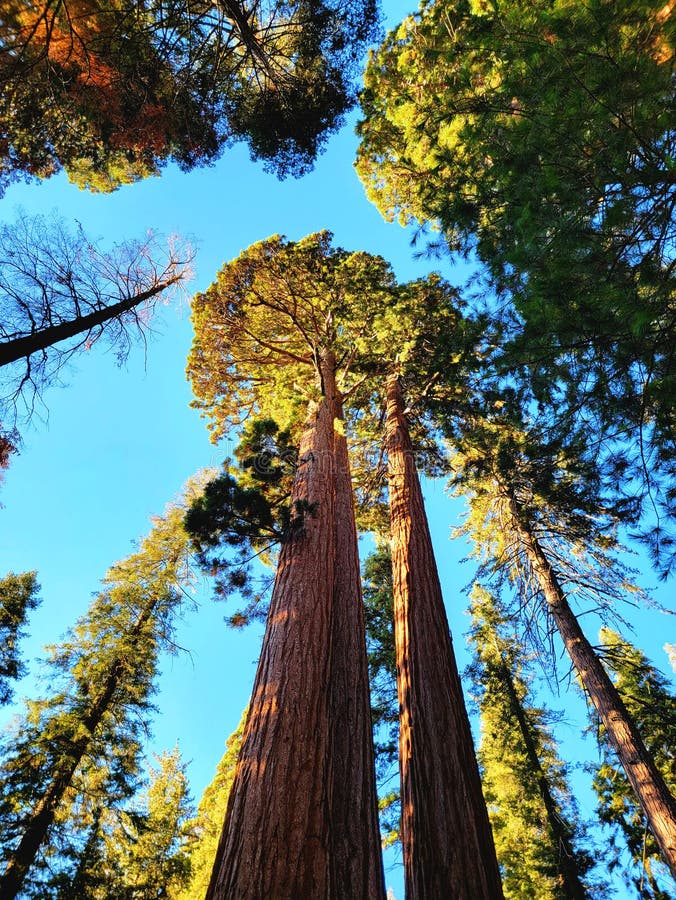 Sequoia National Park, California. the Sequoia Tree Stock Photo - Image ...