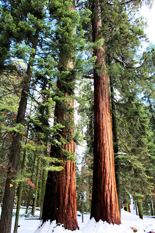 Sequoia National Park Big Trees in Snow Stock Image - Image of bark ...