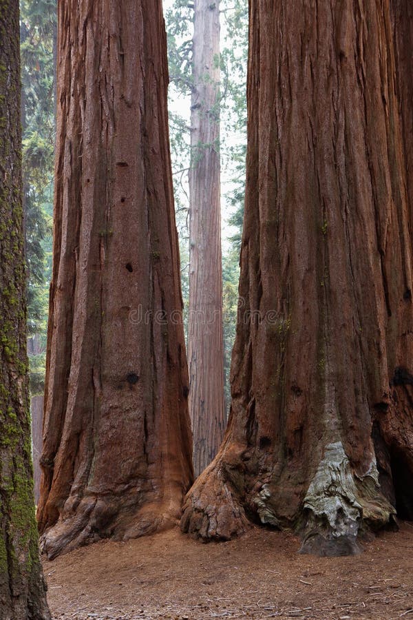 Sequoia national park stock photo. Image of environment - 87546434