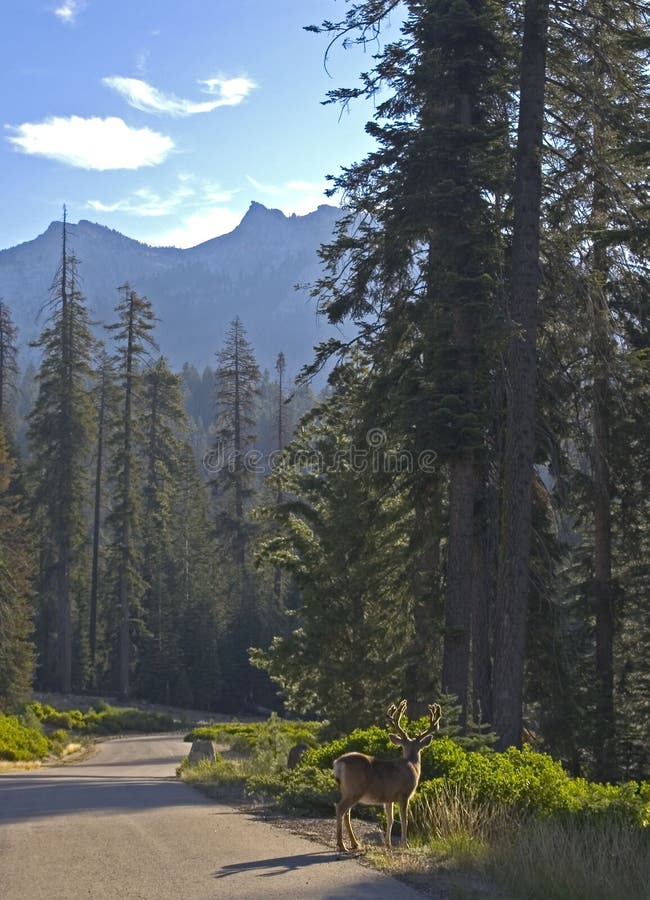 Sequoia National Park Scene Stock Image - Image of outdoors, scenic ...