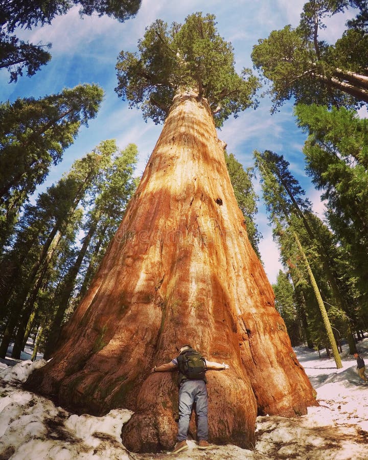 Sequoia National park editorial stock photo. Image of view - 89006653