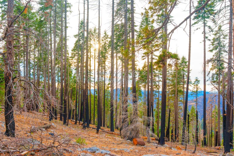 Park Showing Fire Recovery Stock Photos - Free & Royalty-Free Stock ...