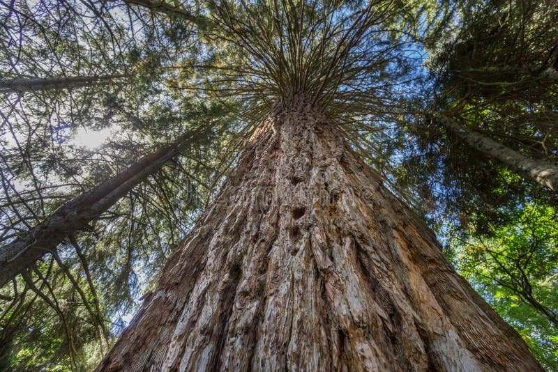 Sequoia stock photo. Image of forest, grove, park, wood - 44348920