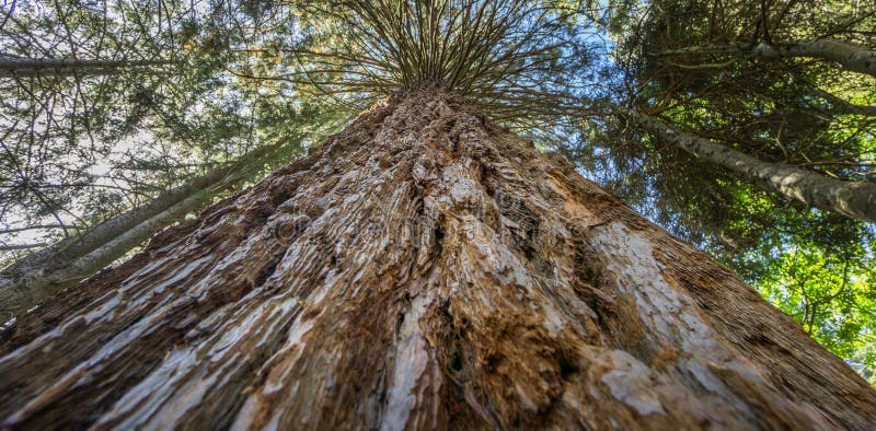 Sequoia stock photo. Image of redwood, tree, evergreen - 44381676