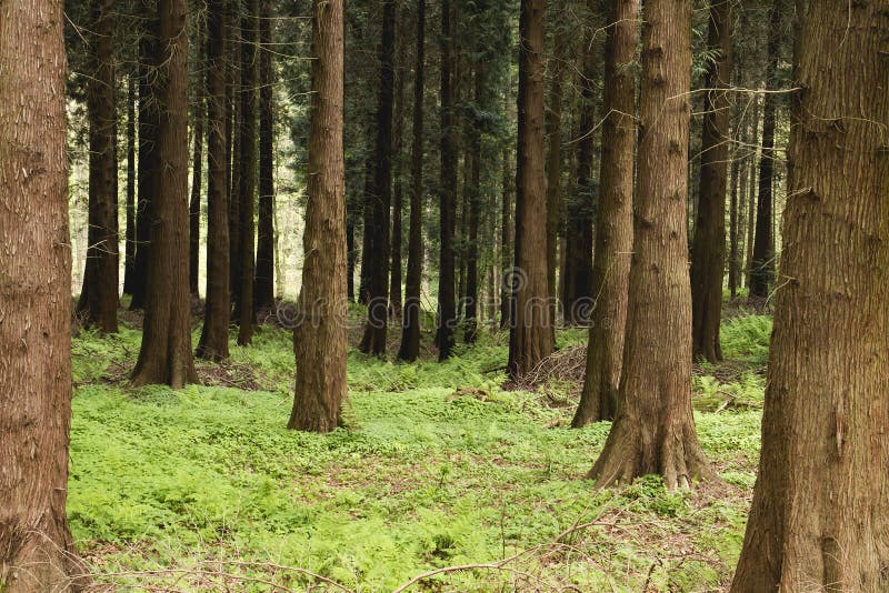 Sequoia redwoods grove stock photo. Image of redwoods - 140681680