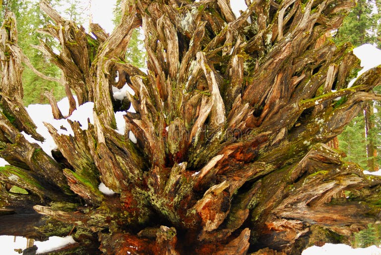 Sequoia Root stock image. Image of bare, cover, tree, roots - 657169