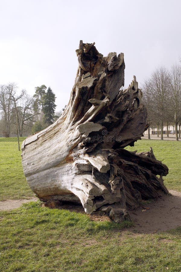 Big Sequoia root stock photo. Image of scenic, majestic - 35186344