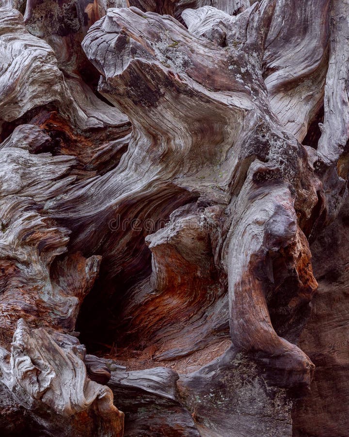 Sequoia Root. Wood Texture. Mahogany Root Texture. High Resolution ...
