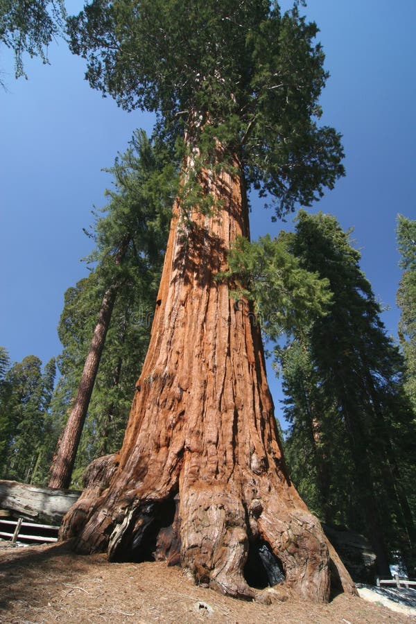 Sequoia Sempervirens Landscape