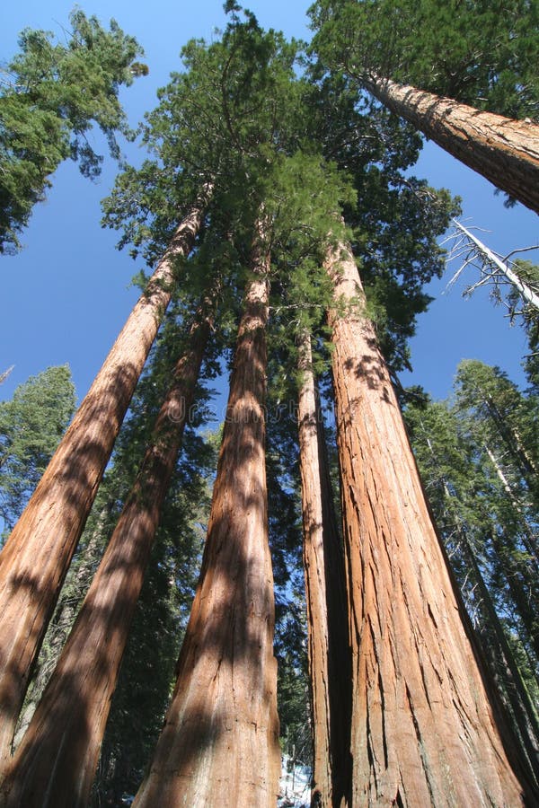 Sequoia sempervirens stock photo. Image of evergreen, giant - 5367158