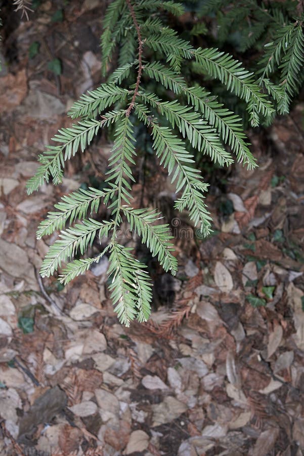 Sequoia Sempervirens Close Up Stock Photo - Image of outdoor, evergreen ...