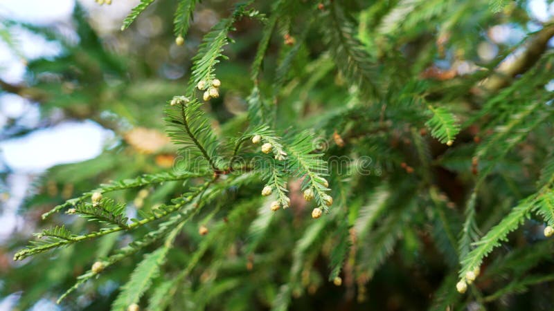 Sequoia Sempervirens Coast Redwood Tree Sprig Stock Video - Video of ...