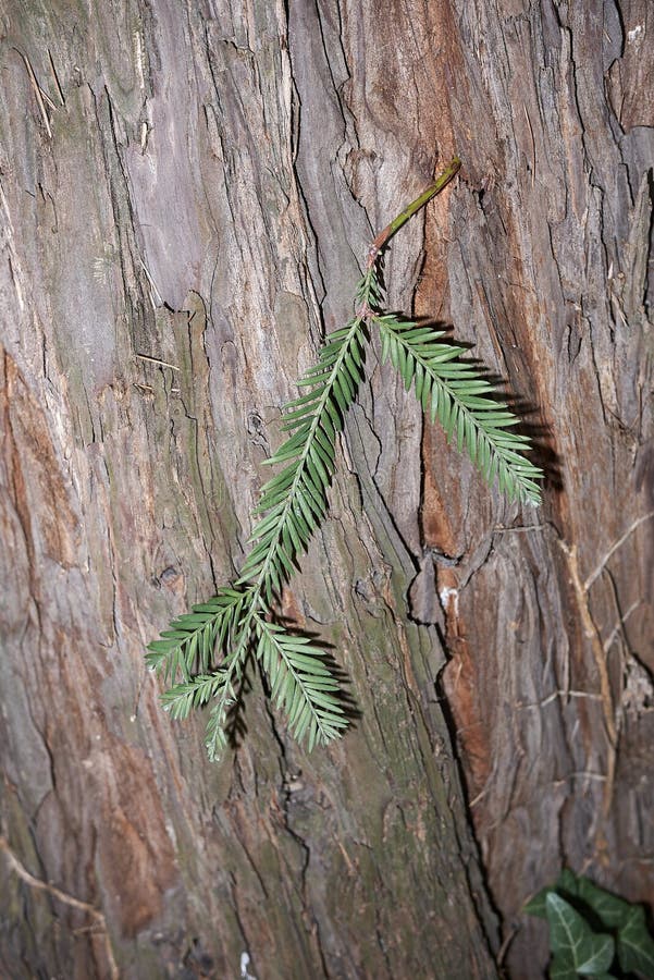 Sequoia Sempervirens Trunk Close Up Stock Image - Image of environment ...