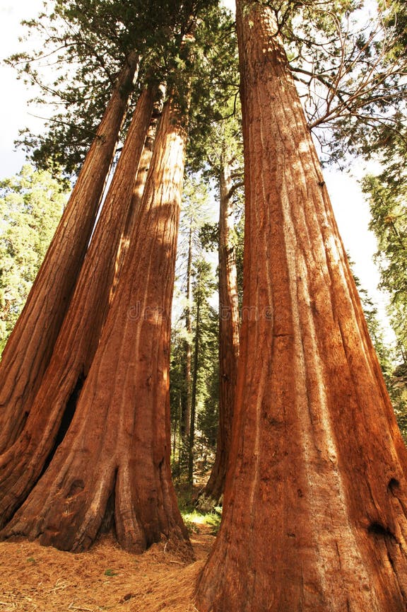 Sequoia stock image. Image of conifer, earth, evergreen - 54187355