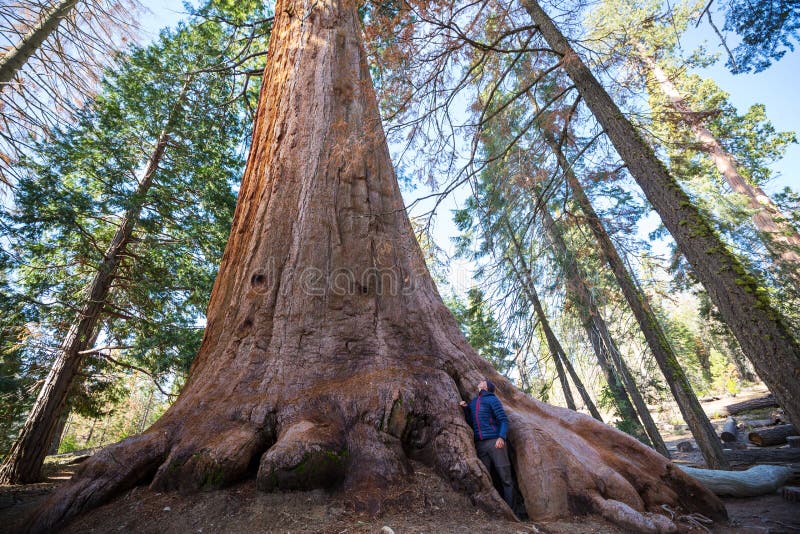 Sequoia editorial photo. Image of branches, natural - 175004426