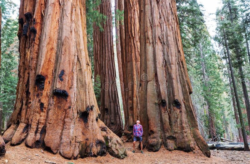 Sequoia editorial photography. Image of tall, plant - 175004432