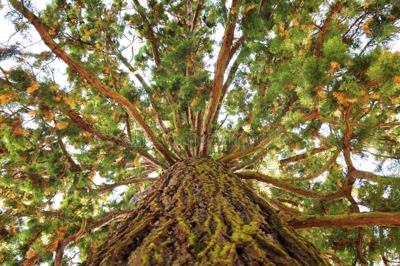 Madrona tree stock image. Image of plant, tree, foliage - 6103999