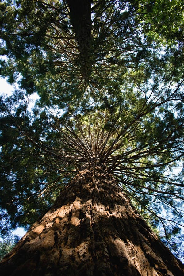 Sequoia Tree Against Blue Sky View from the Bottom, Tallest Tree in the ...