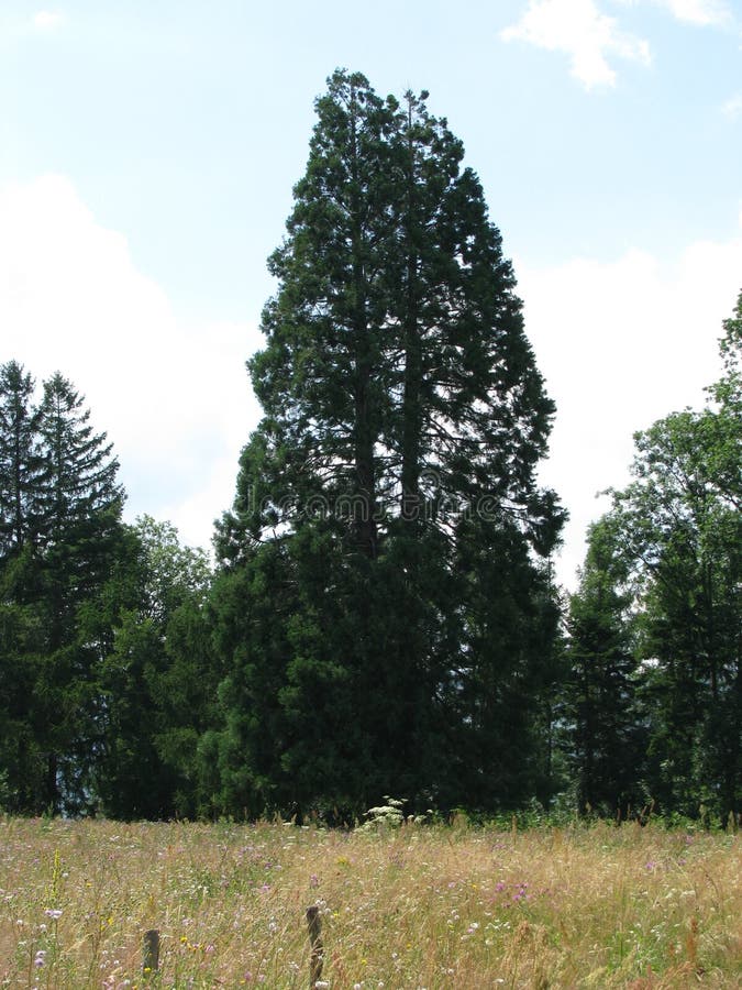 Sequoia tree stock image. Image of natural, nature, apuseni - 65660303