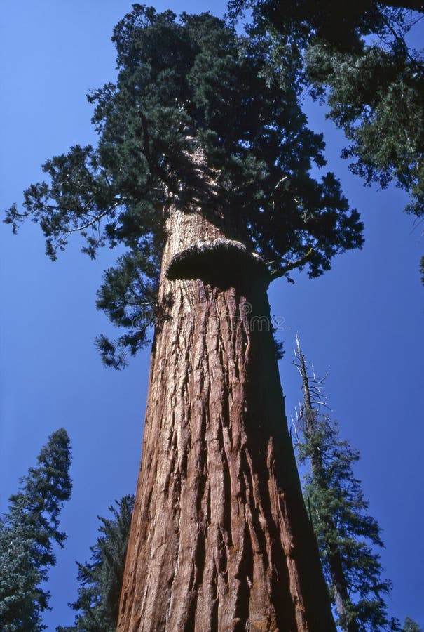 Sequoia Tree stock image. Image of blue, forest, california - 34289769