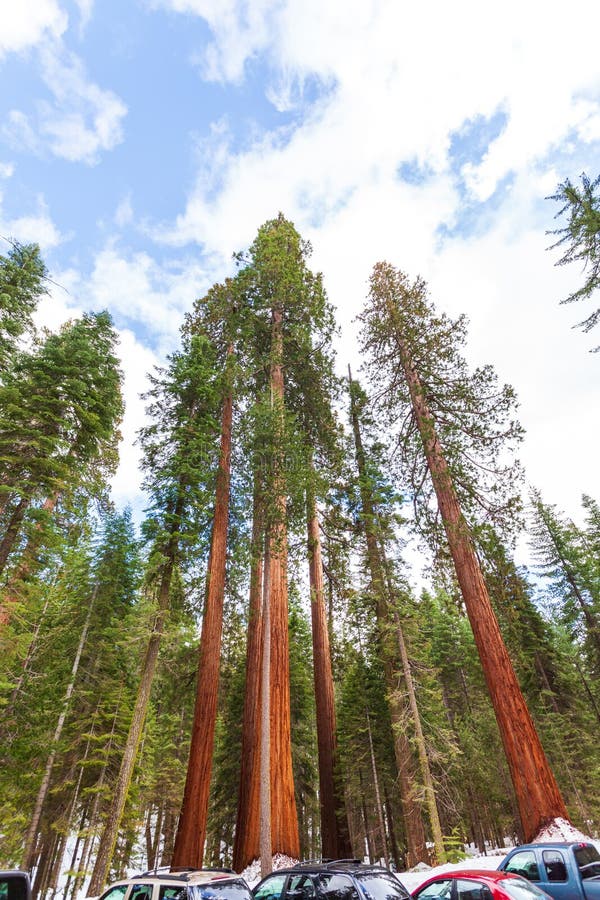 Sequoia tree stock image. Image of pine, outdoors, bark - 228394453