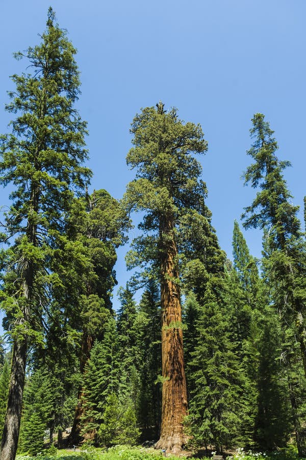 Sequoia tree in the forest stock photo. Image of girl - 113952746