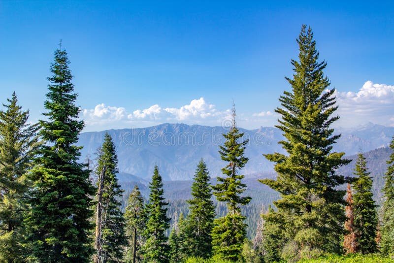 Sequoia Tree Framed by Greenery, Mountain and Clear Blue Sky in Sequoia ...