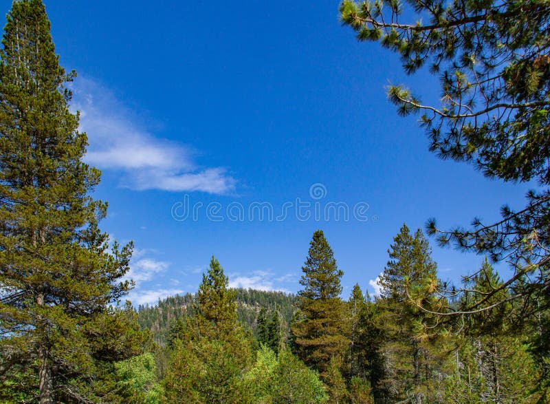 Sequoia Tree Framed by Greenery, Mountain and Clear Blue Sky in Sequoia ...