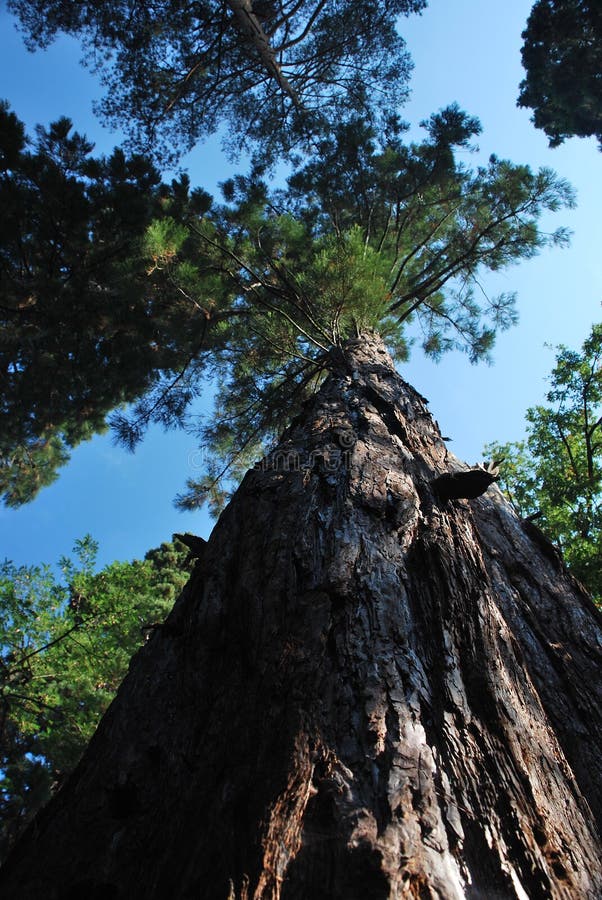 Sequoia tree high crown stock image. Image of beautiful - 23292247