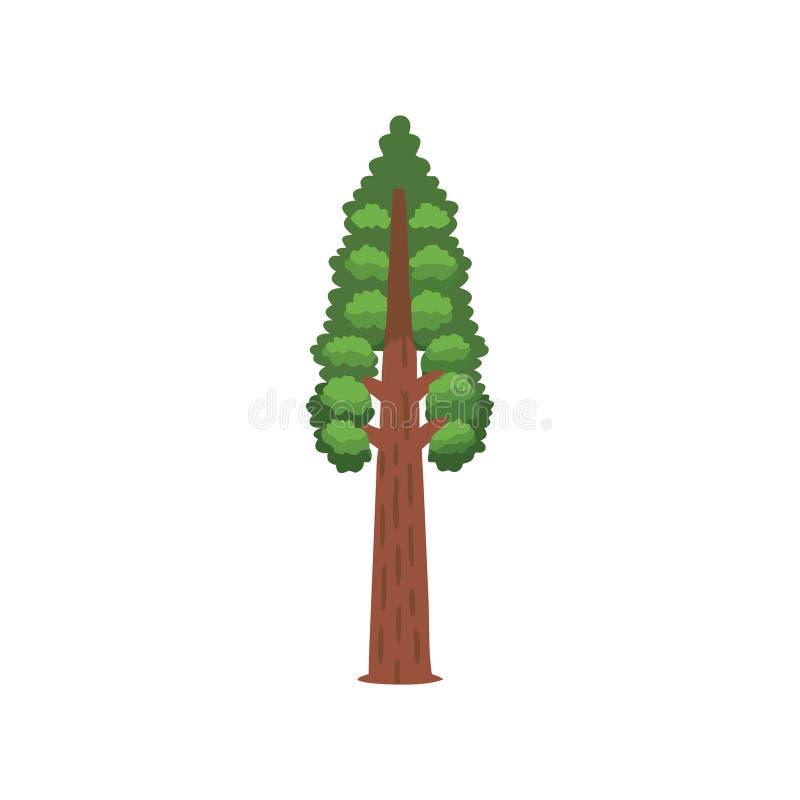 Sequoia Tree Illustration: Tall, Brown Trunk and Lush Green Foliage ...