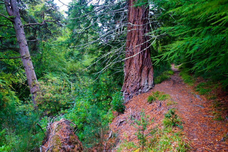 Sequoia Tree with a Path in the Woods Stock Photo - Image of california ...
