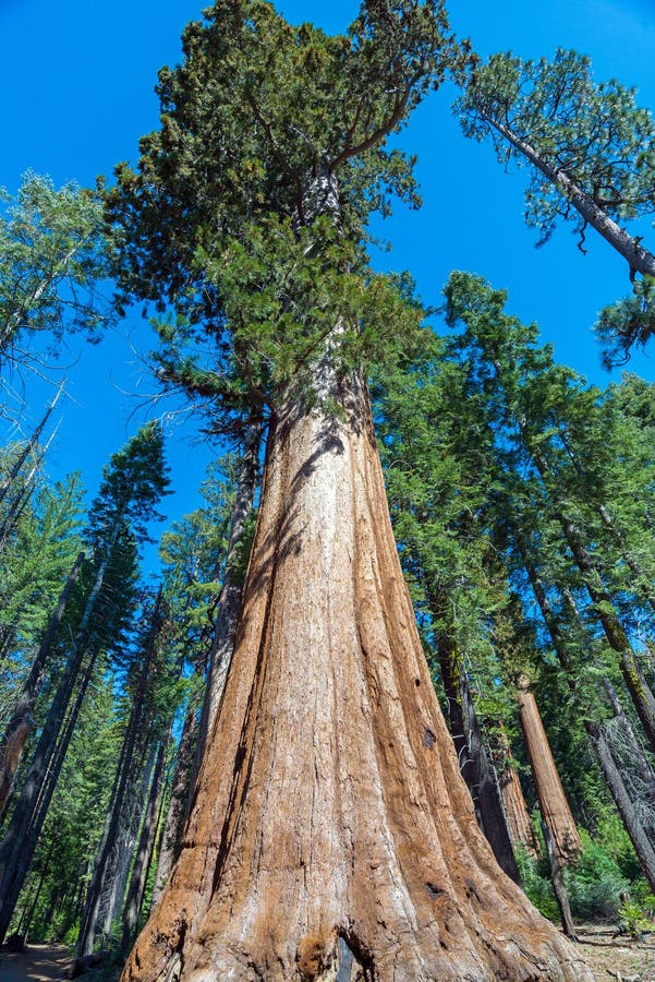 The Widest Tree In The World
