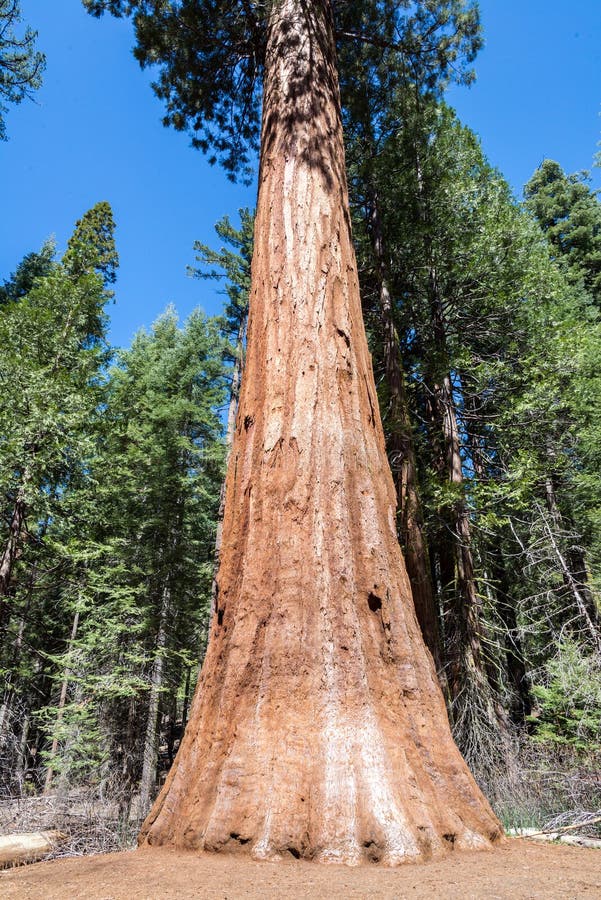 Sequoia Tree in Sequoia National Park, California Stock Image - Image ...