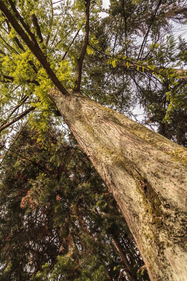 Sequoia tree stock photo. Image of fall, recreational - 41709204