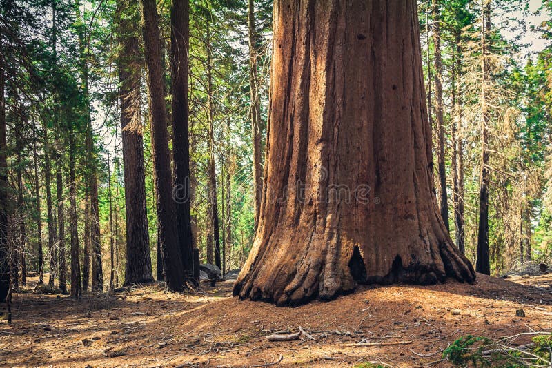Sequoia Tree Trunk, Sequoia National Park, California Stock Photo ...
