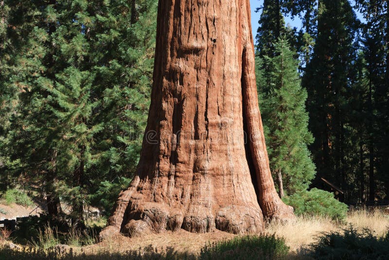 Sequoia trees stock photo. Image of scene, bark, close - 17904406