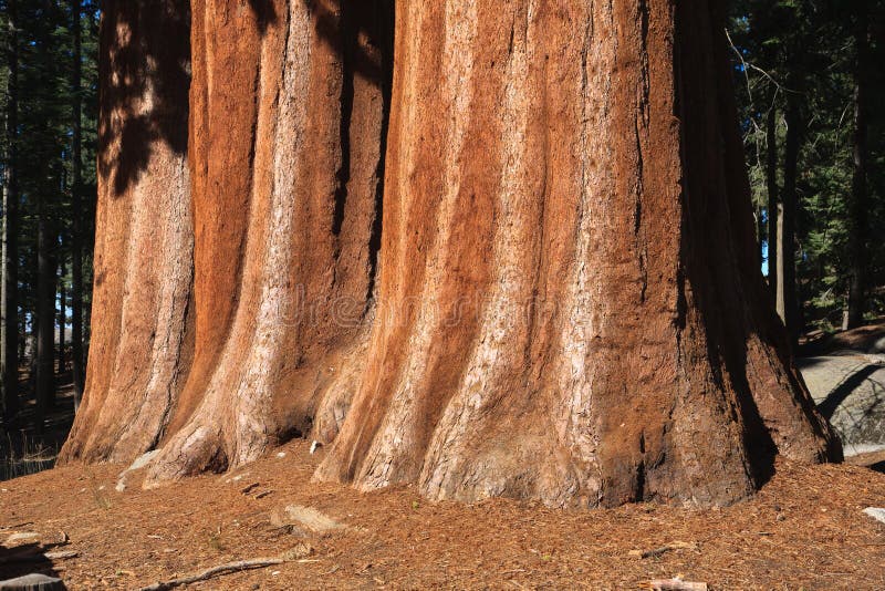 Sequoia Trees In Sequoia National Park Near Giant Village Area Stock ...