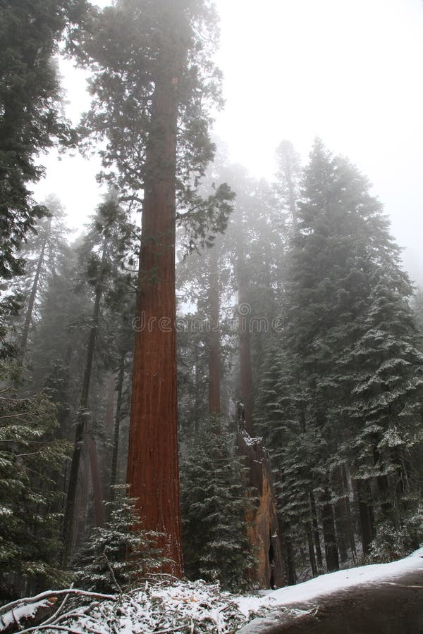 Sequoia Trees in California Stock Image - Image of california, trees ...