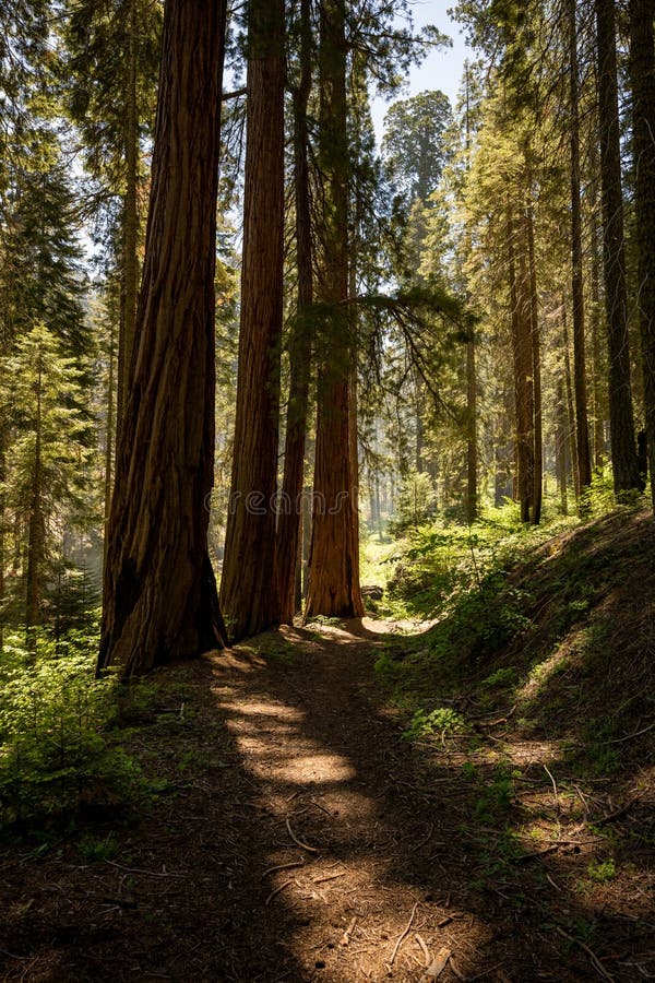Sequoia Trees Cast Shadows Across Trail in Summer Stock Image - Image ...