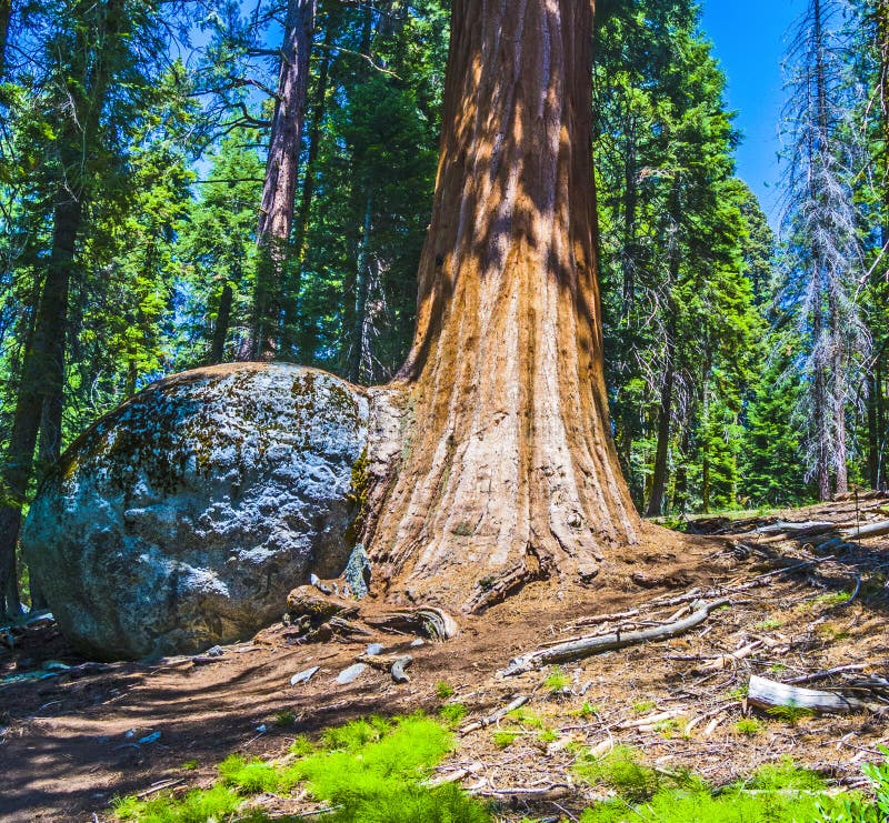 Sequoia Trees in the Forest Stock Photo - Image of ancient, green: 33536738