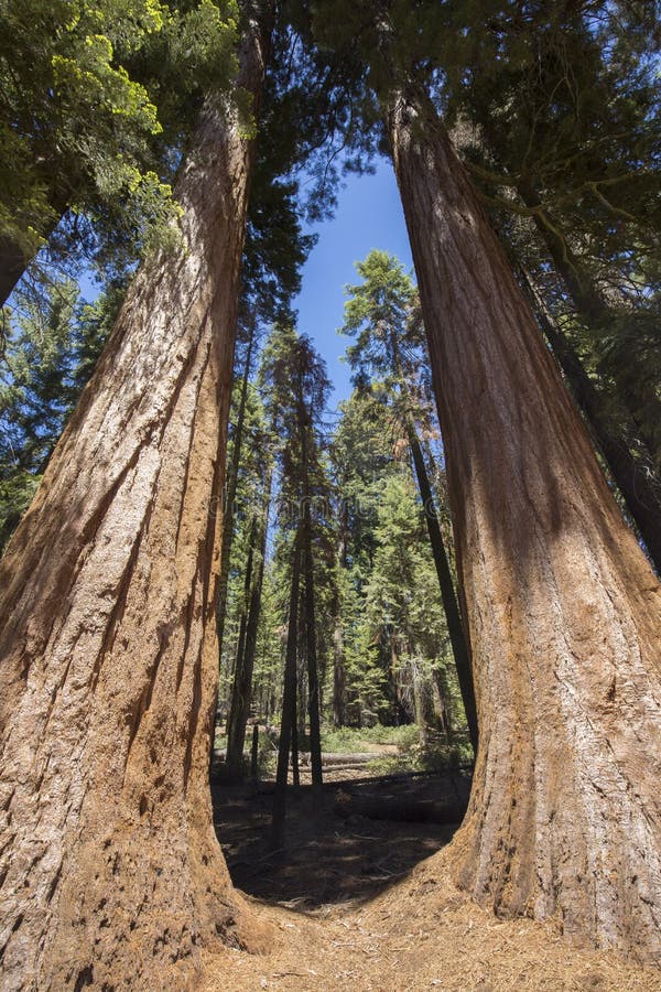 Sequoia trees stock photo. Image of natural, woods, wood - 125954290