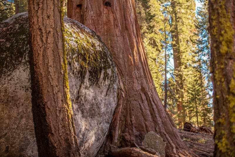 Sequoia Trees with Huge Rock Stranded in between Stock Image - Image of ...