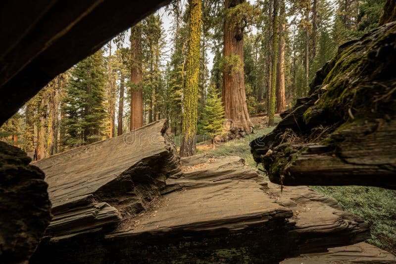 Sequoia Trees Seen through the Cracks in the Fallen Tunnel Tree Stock ...