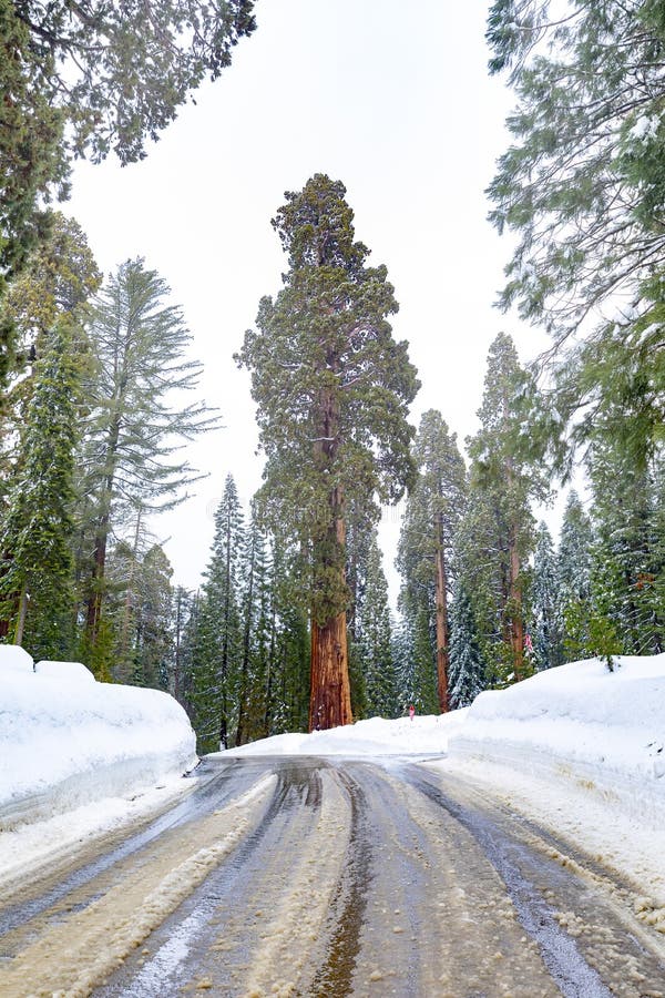 Sequoia Trees in Winter and Snow in Sequoia Tree National Park Stock ...