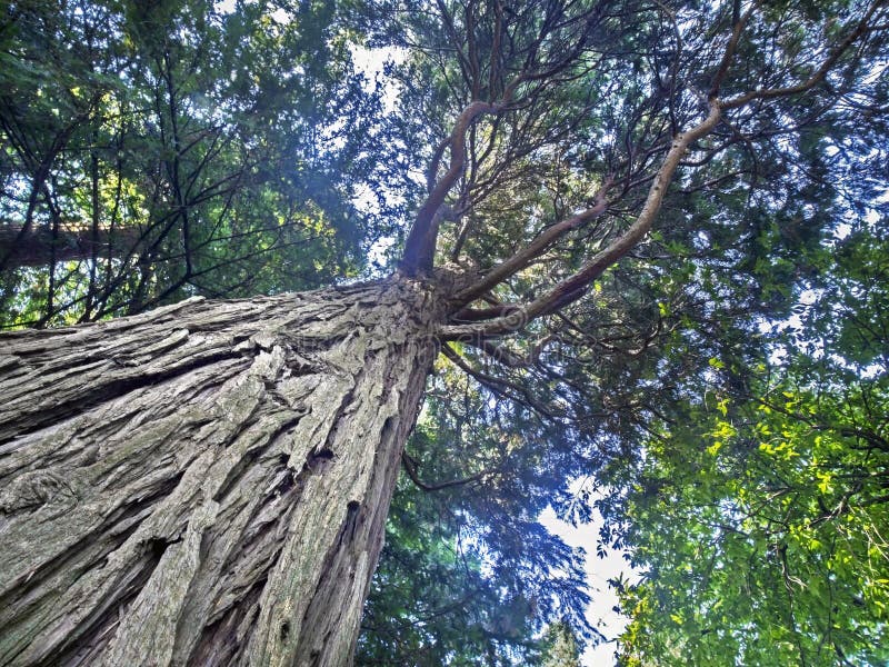 Sequoia Tropical Tree View from Below Stock Image - Image of leaf ...